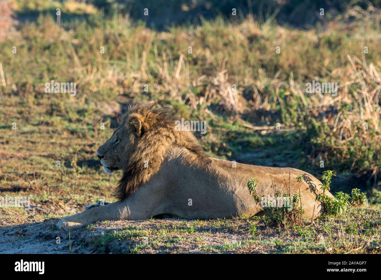 Early morning light on a male lion (Panthera leo) laying in the grass ...