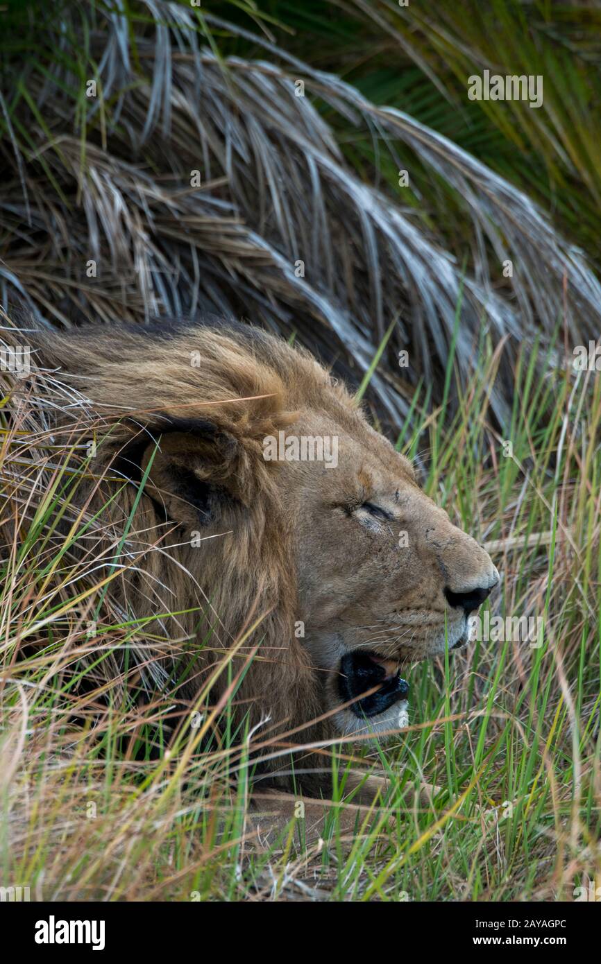A sleepy male lion (Panthera leo) is laying in the grass of the Jao ...