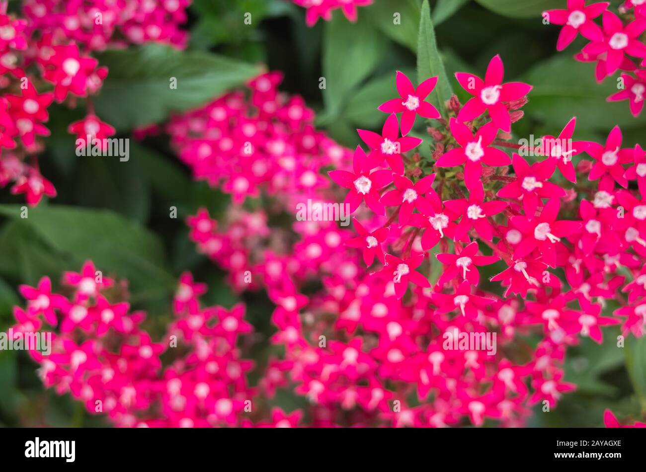 star cluster flowers Stock Photo - Alamy