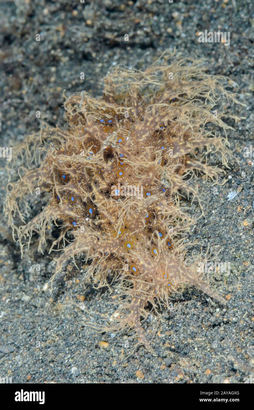 sea hare, Bursatella leachii, Lembeh Strait, North Sulawesi, Indonesia ...
