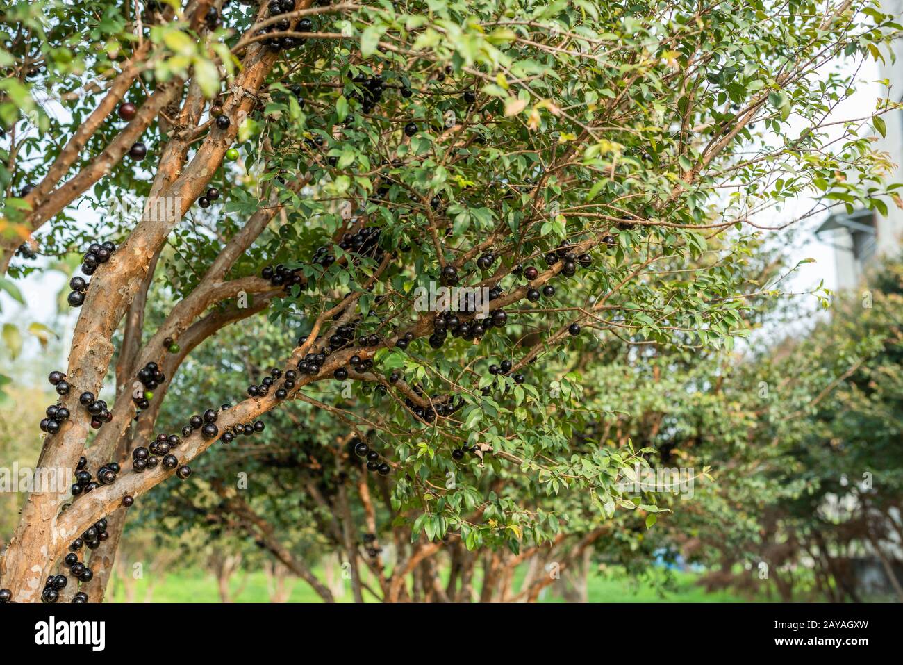Jaboticaba hi-res stock photography and images - Alamy