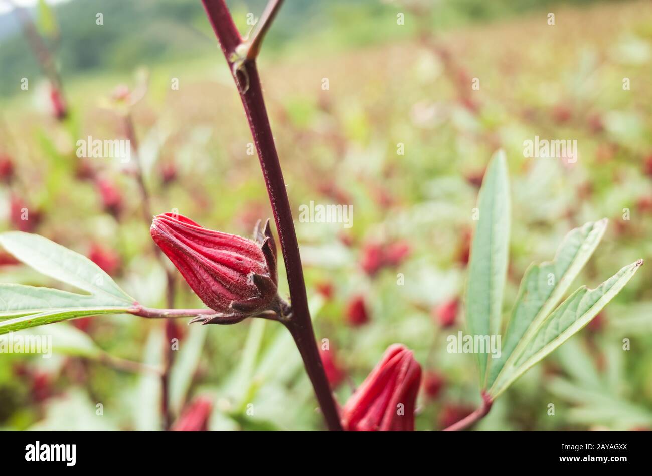 Roselle farm hi-res stock photography and images - Alamy