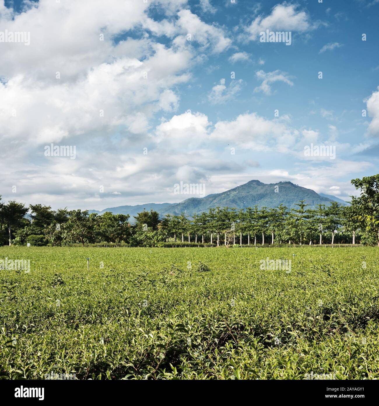 Green tea farm hi-res stock photography and images - Alamy