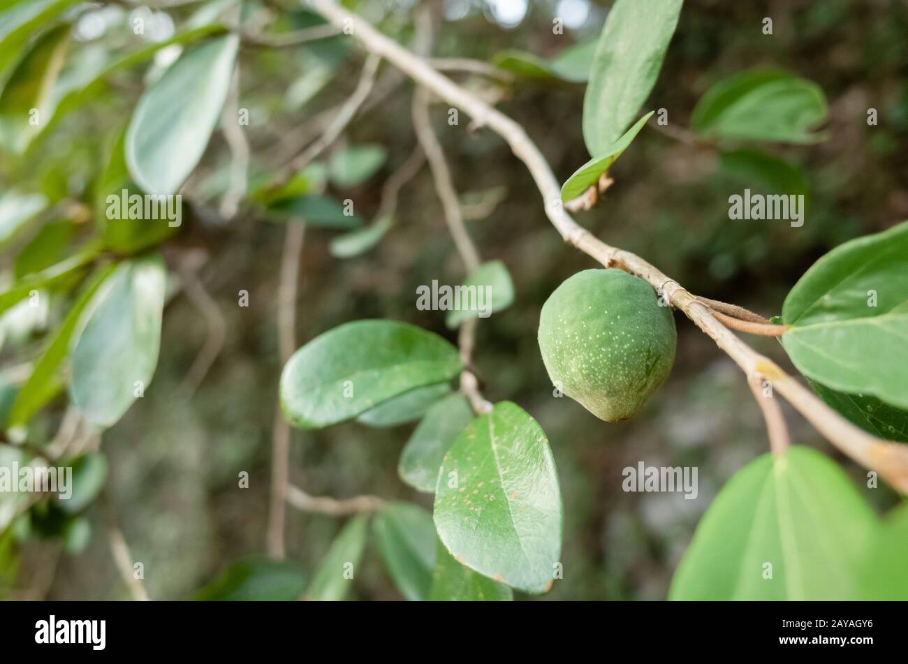 fruit of aiyu jelly tree Stock Photo - Alamy
