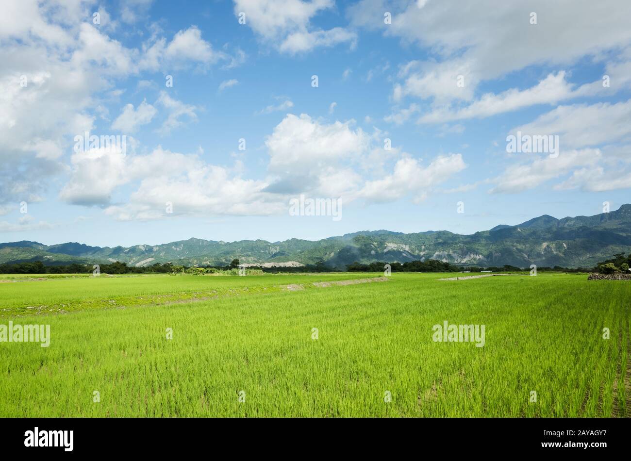 Paddy farm hi-res stock photography and images - Alamy