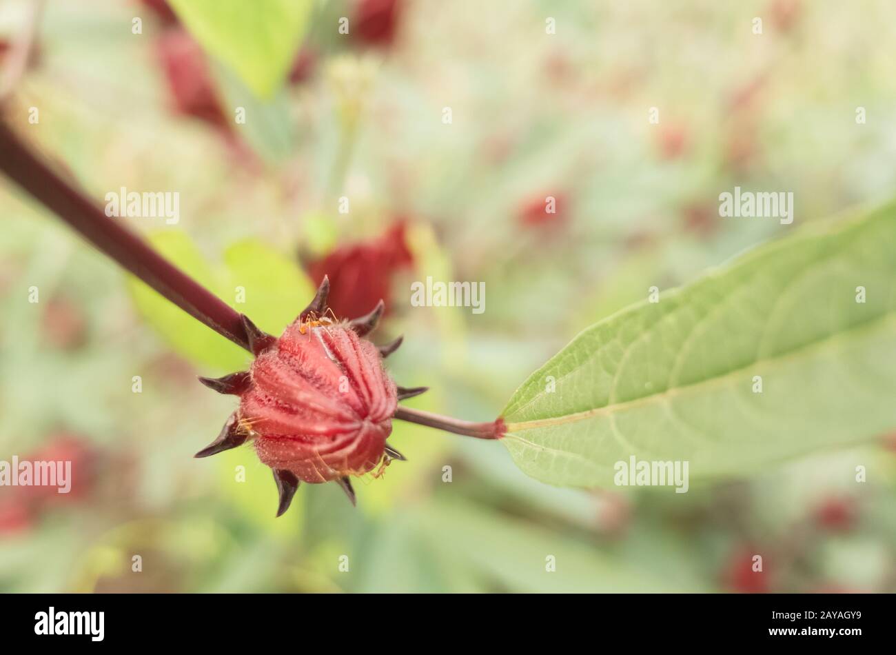 Roselle farm hi-res stock photography and images - Alamy