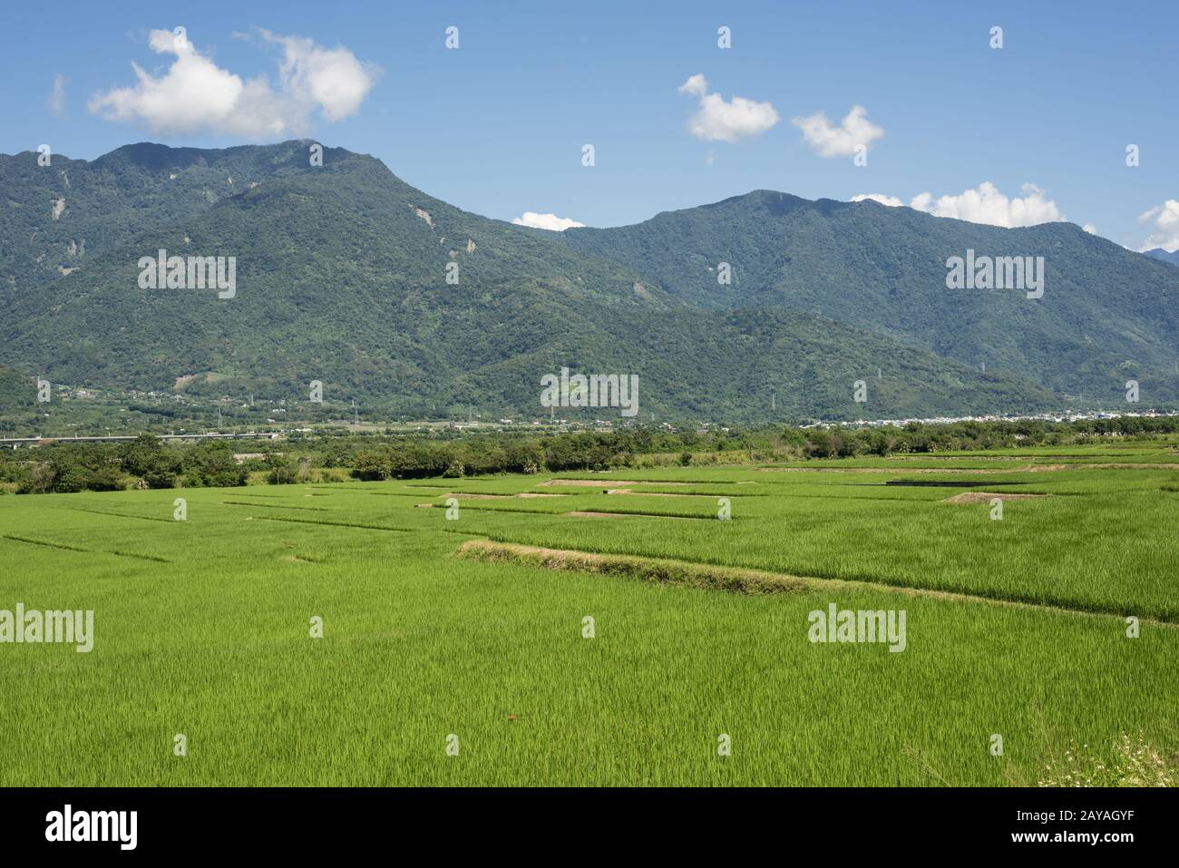 Paddy farm hi-res stock photography and images - Alamy
