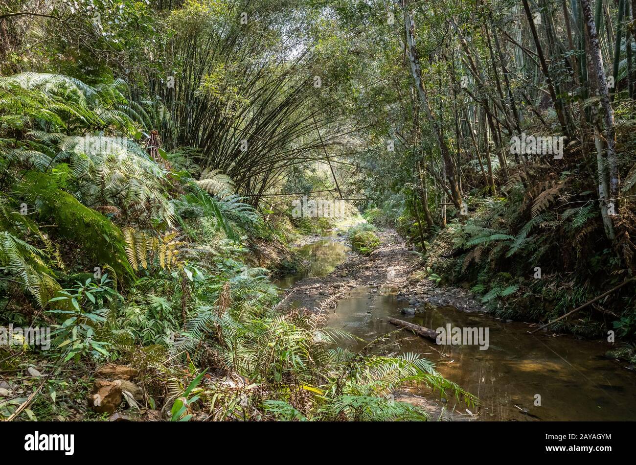 Lush tropical scene hi-res stock photography and images - Alamy