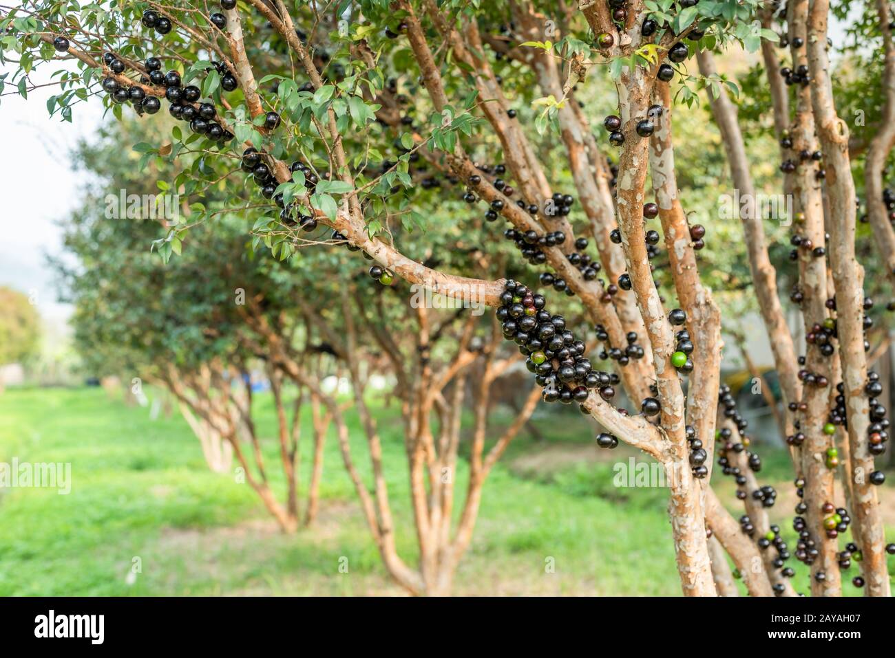 jaboticaba tree with fruits Stock Photo - Alamy