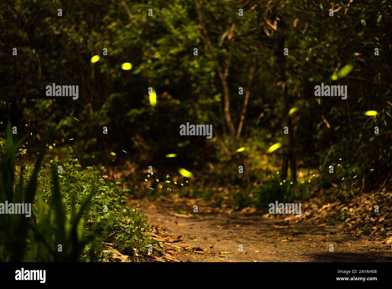 Firefly season hi-res stock photography and images - Alamy