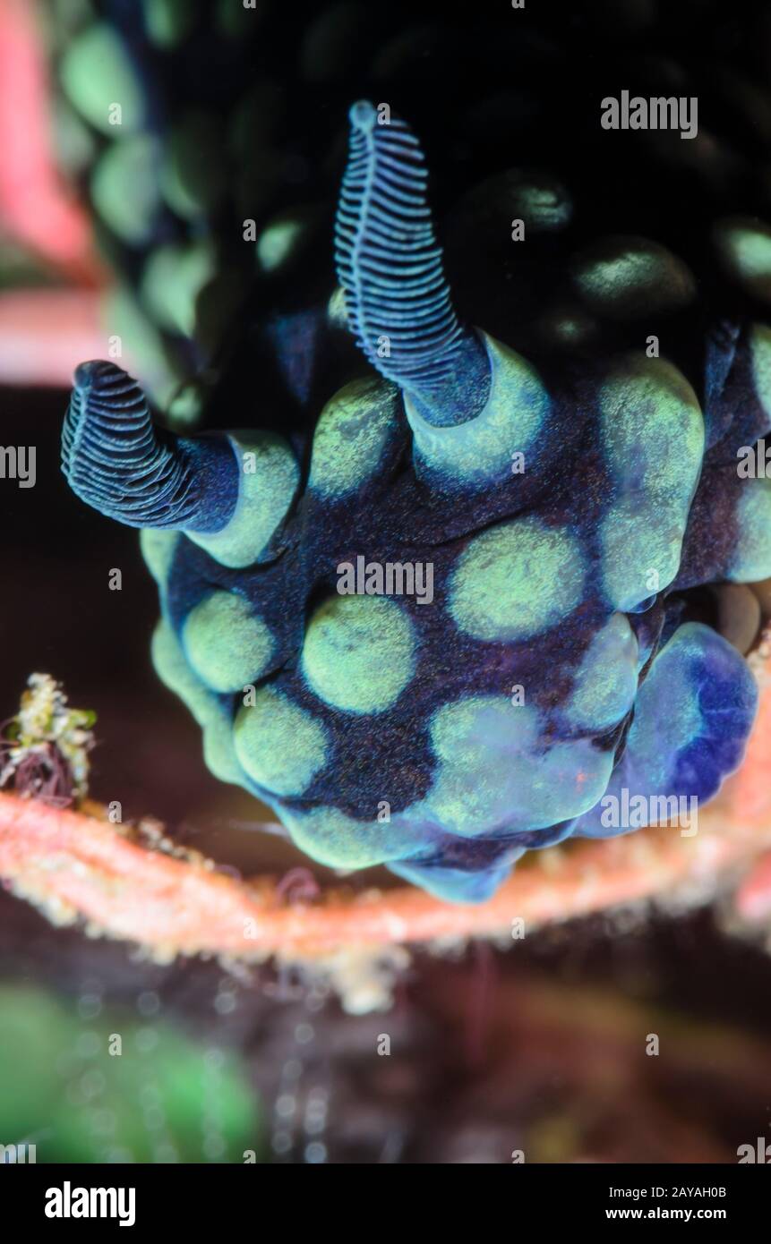 Nembrotha cristata hi-res stock photography and images - Alamy