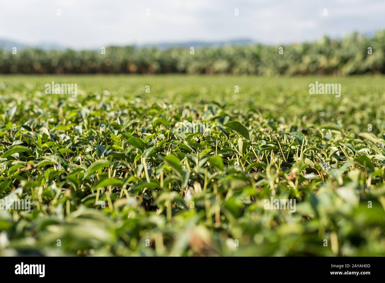 Green tea farm hi-res stock photography and images - Alamy