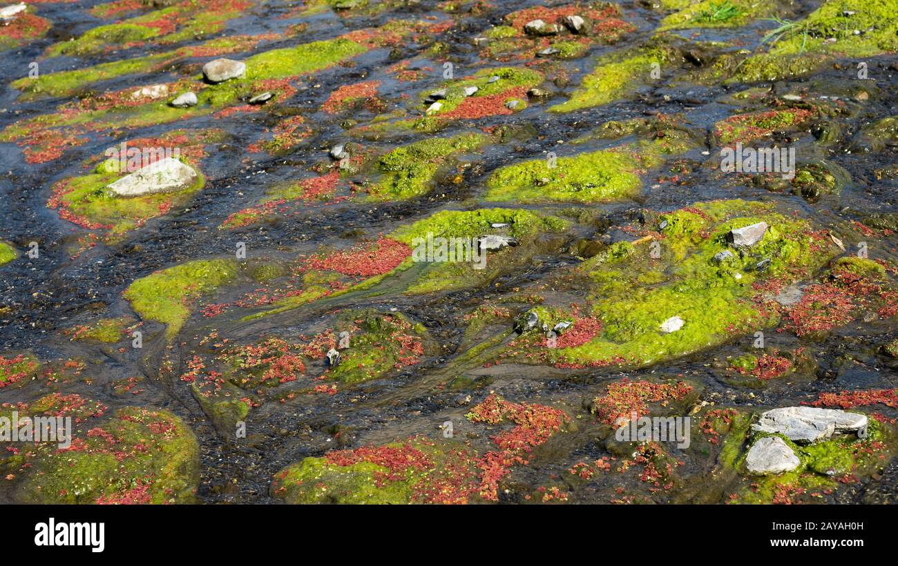 colorful red azolla Stock Photo - Alamy