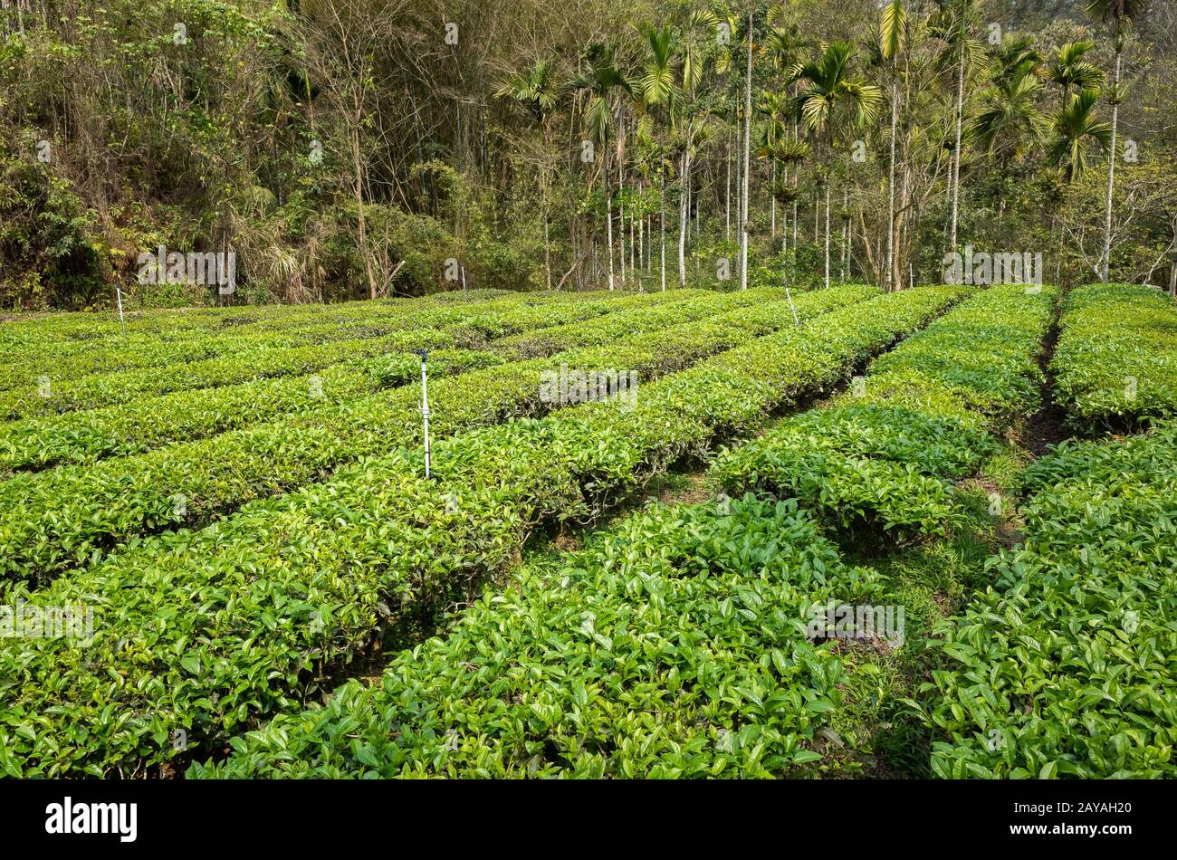 Tea cultivation in valley hi-res stock photography and images - Alamy