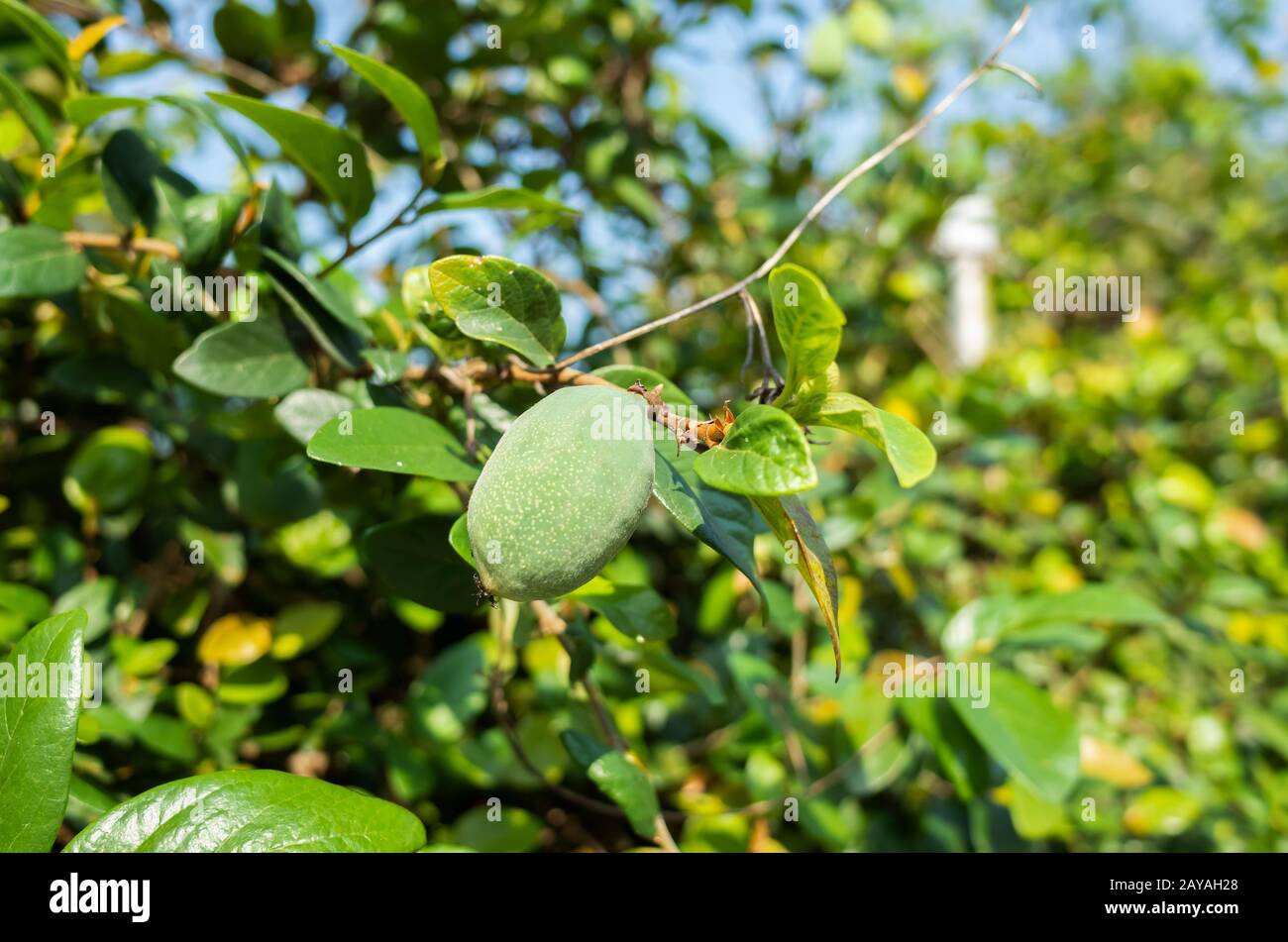 aiyu jelly tree with leaves and fruit Stock Photo - Alamy