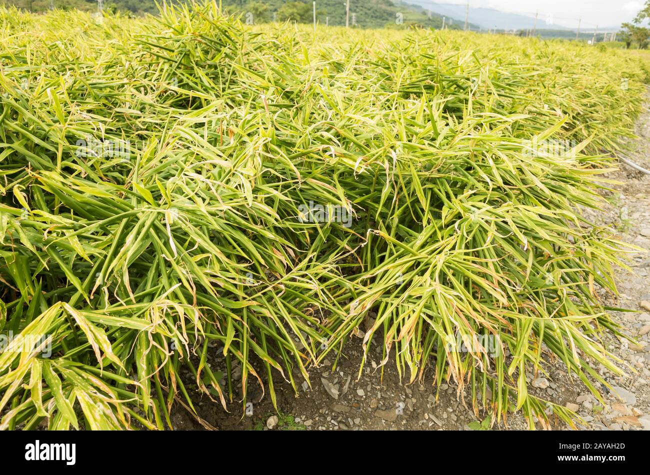 ginger farm at outdoor Stock Photo - Alamy