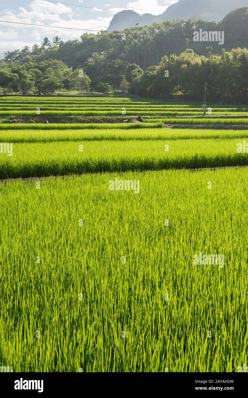 Paddy Farm High Resolution Stock Photography and Images - Alamy