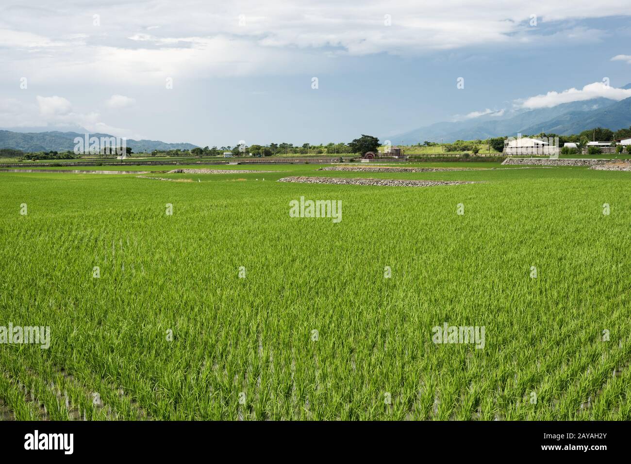 green paddy farm Stock Photo - Alamy
