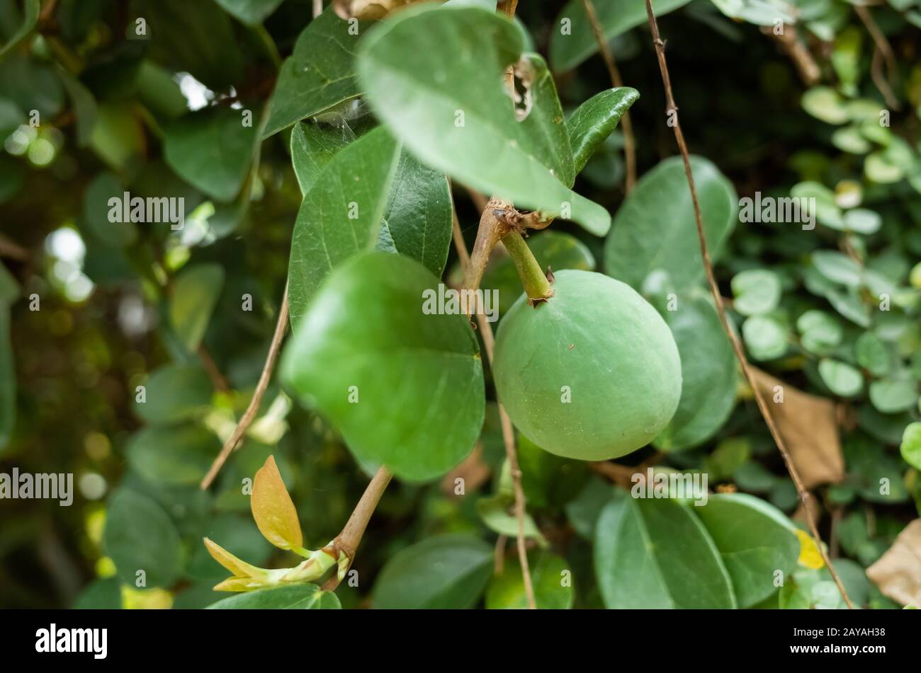 aiyu jelly tree with leaves and fruit Stock Photo - Alamy