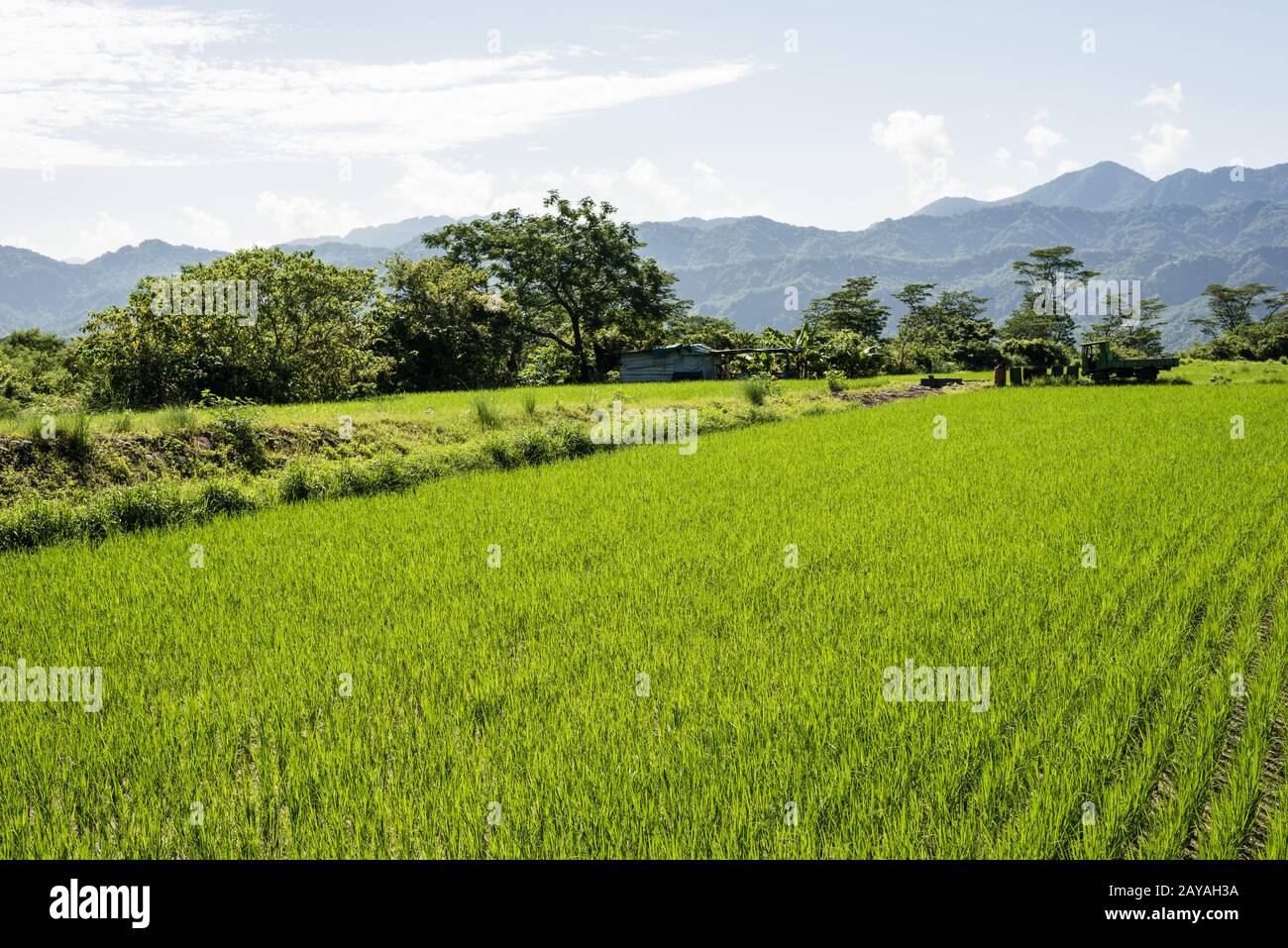 green paddy farm Stock Photo - Alamy