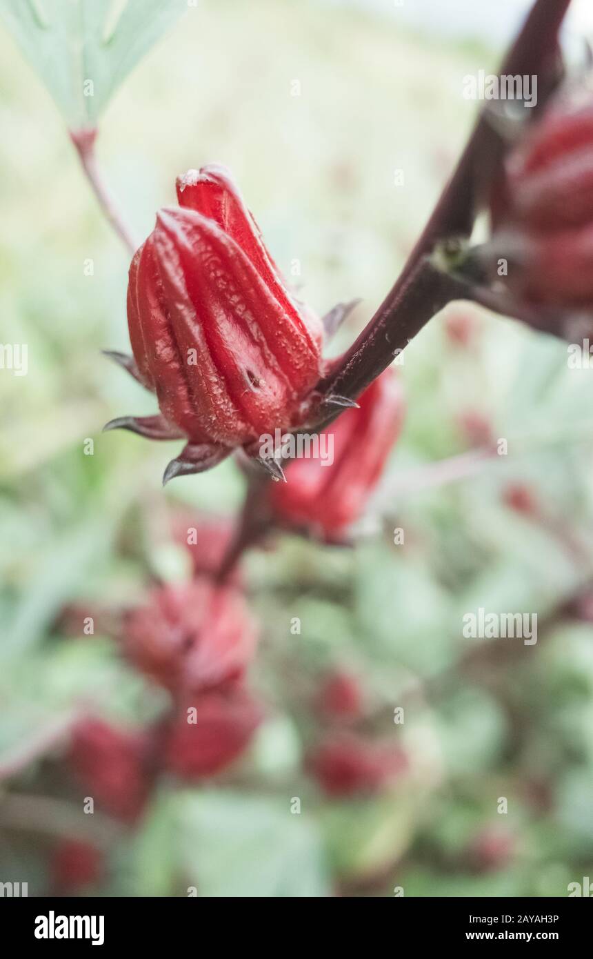 Fresh roselle hi-res stock photography and images - Alamy