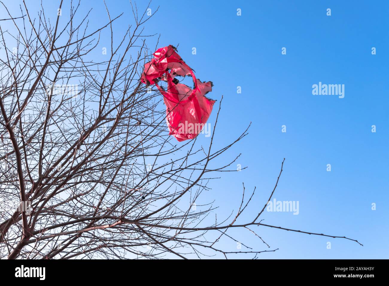 Chinese flame tree hi-res stock photography and images - Alamy