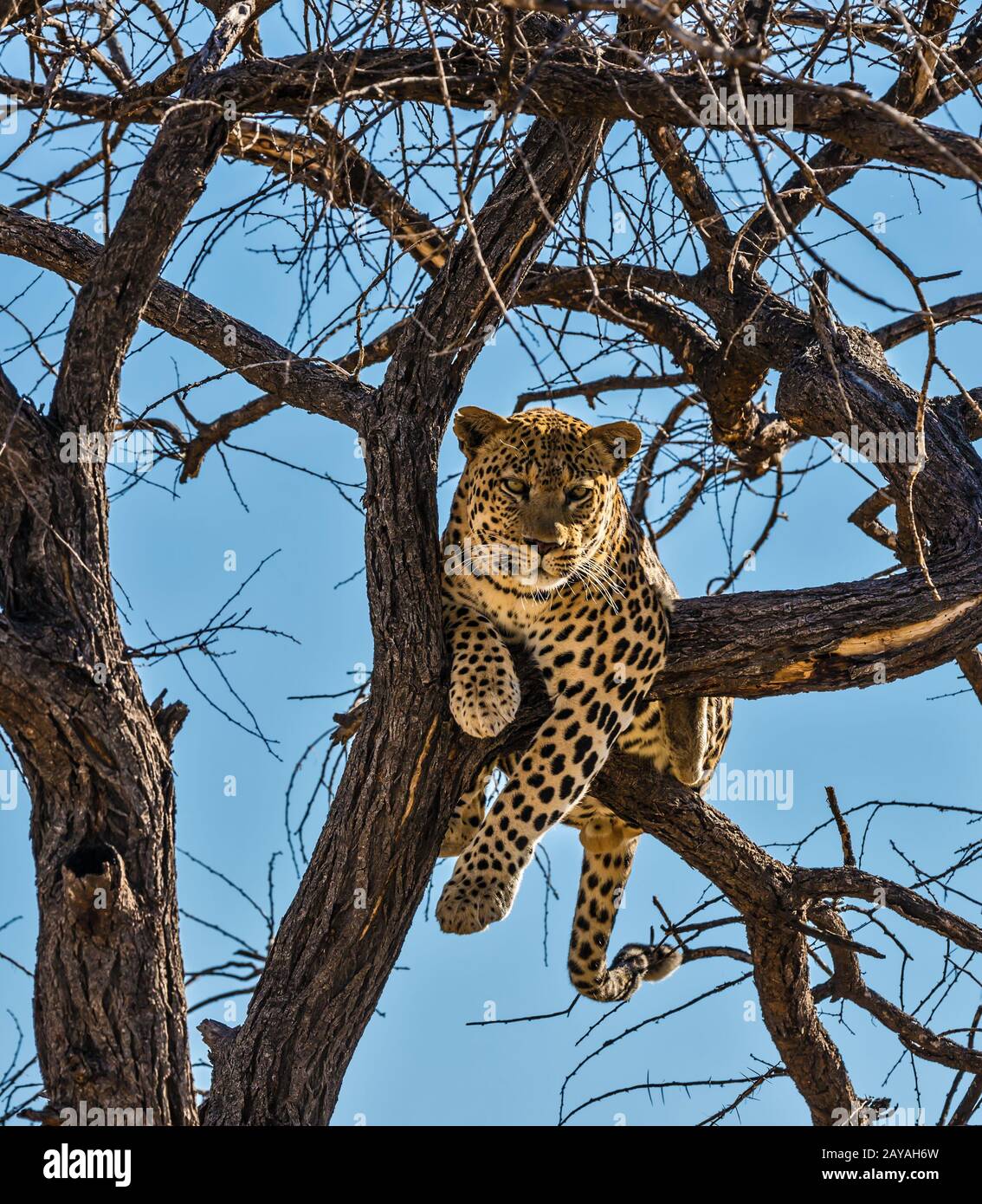 Well tree hi-res stock photography and images - Alamy