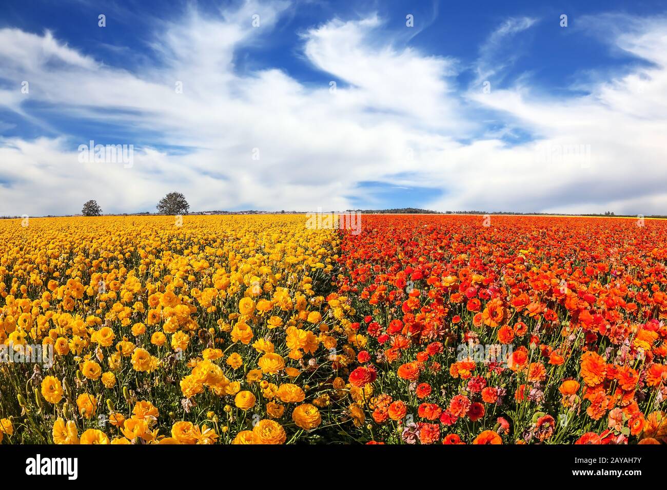Strong spring hi-res stock photography and images - Alamy