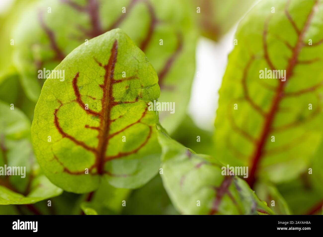 Sorrel plant hi-res stock photography and images - Alamy