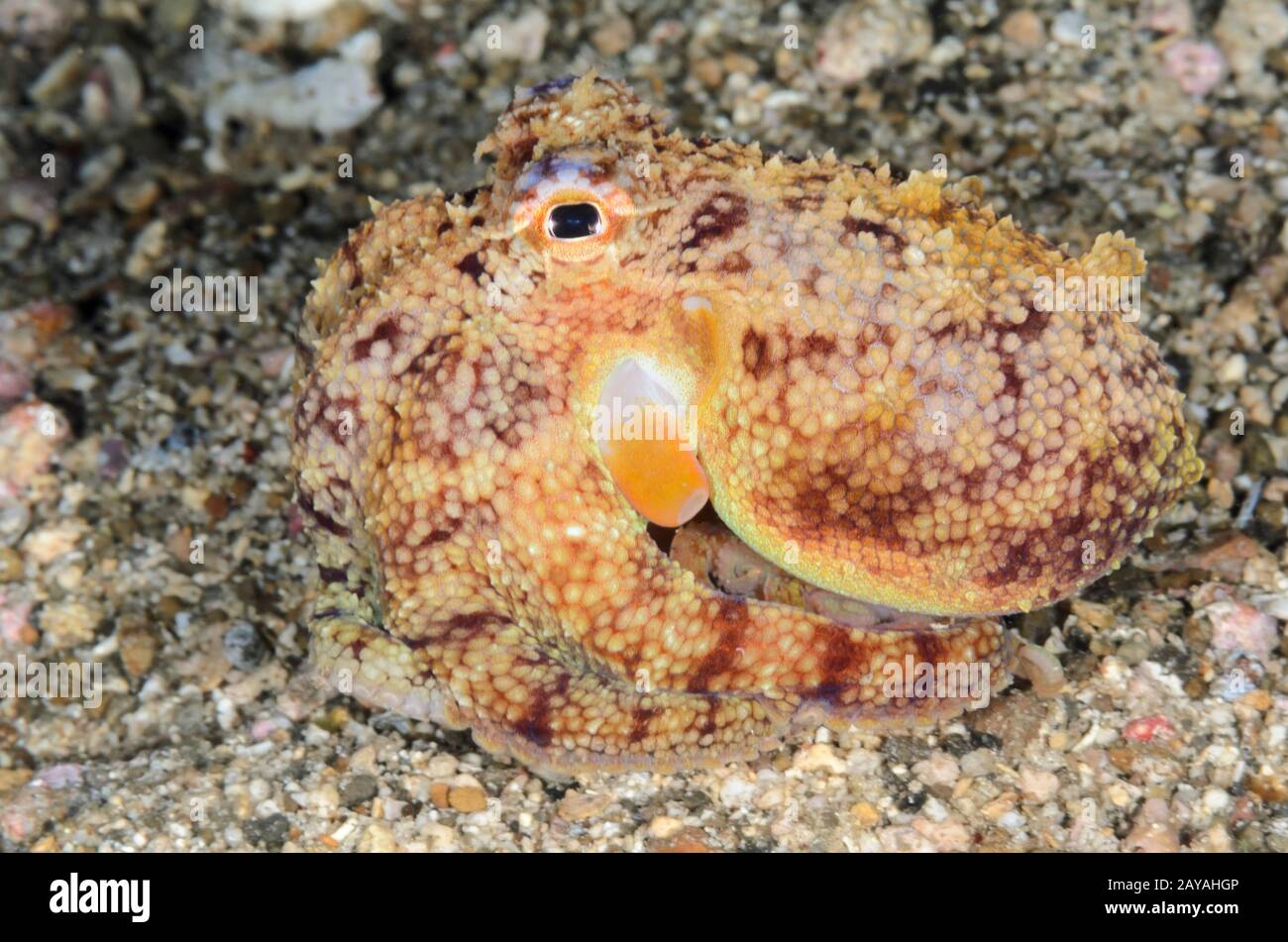 Coconut or veined octopus, Amphioctopus marginatus, Lembeh Strait ...