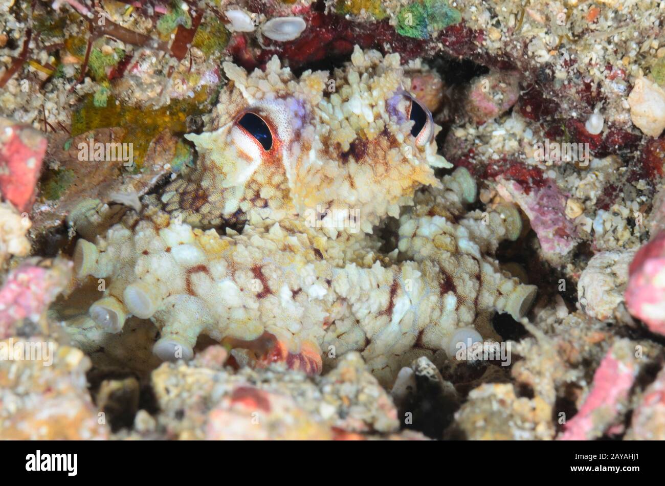 Coconut or veined octopus, Amphioctopus marginatus, Lembeh Strait ...