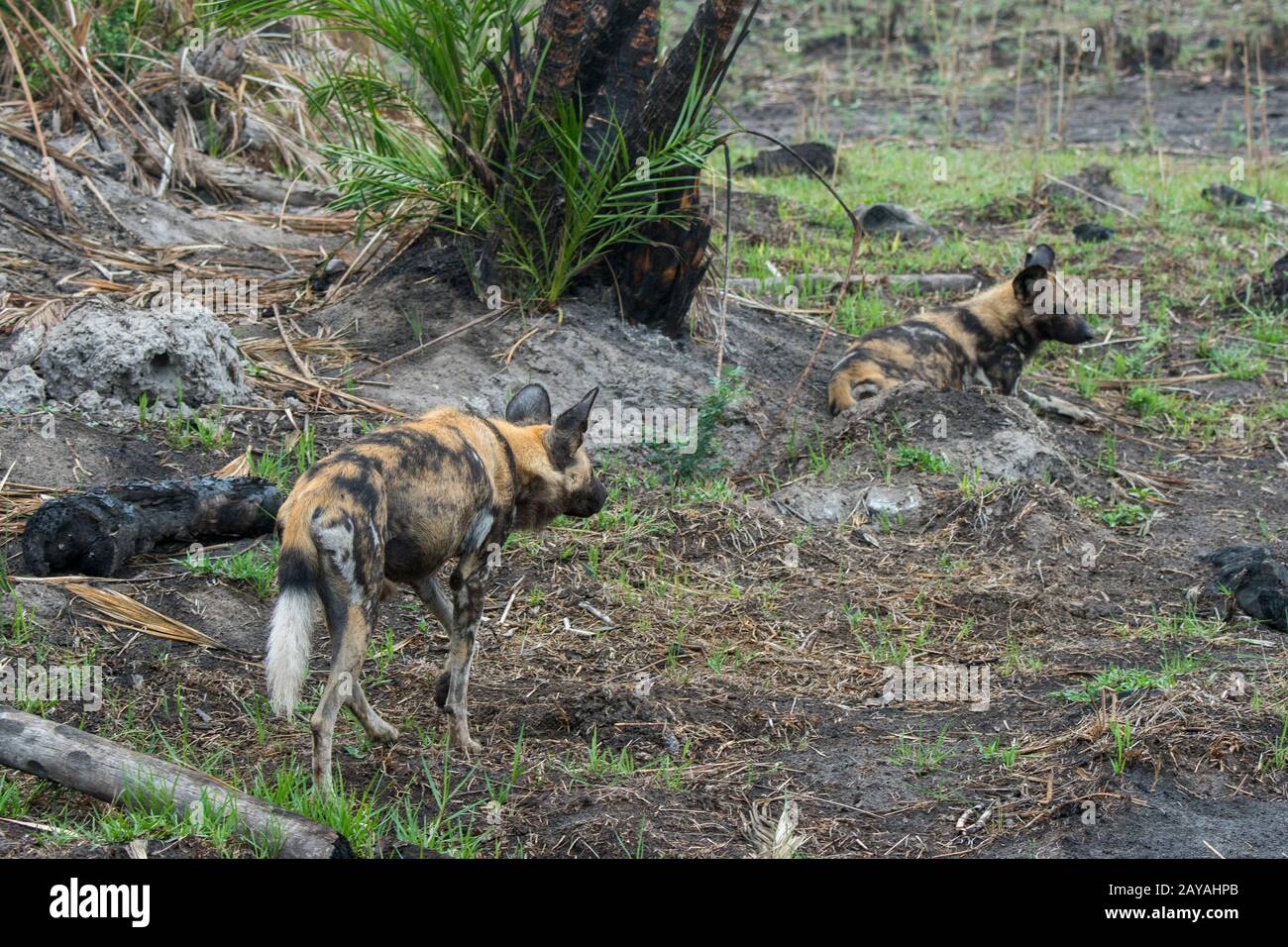 What Animals Prey On Dogs