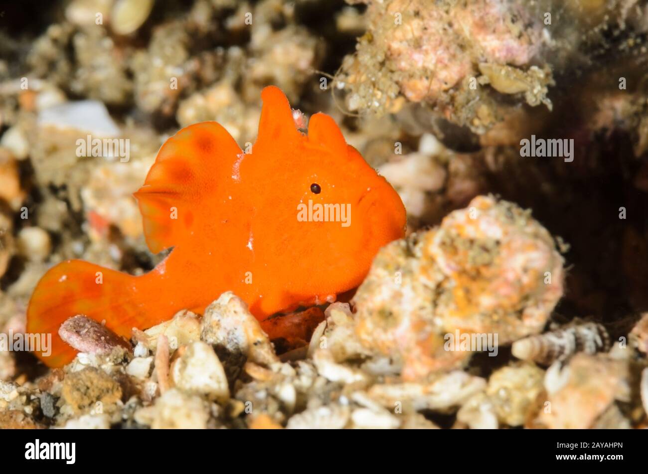 Baby frogfish hi-res stock photography and images - Alamy