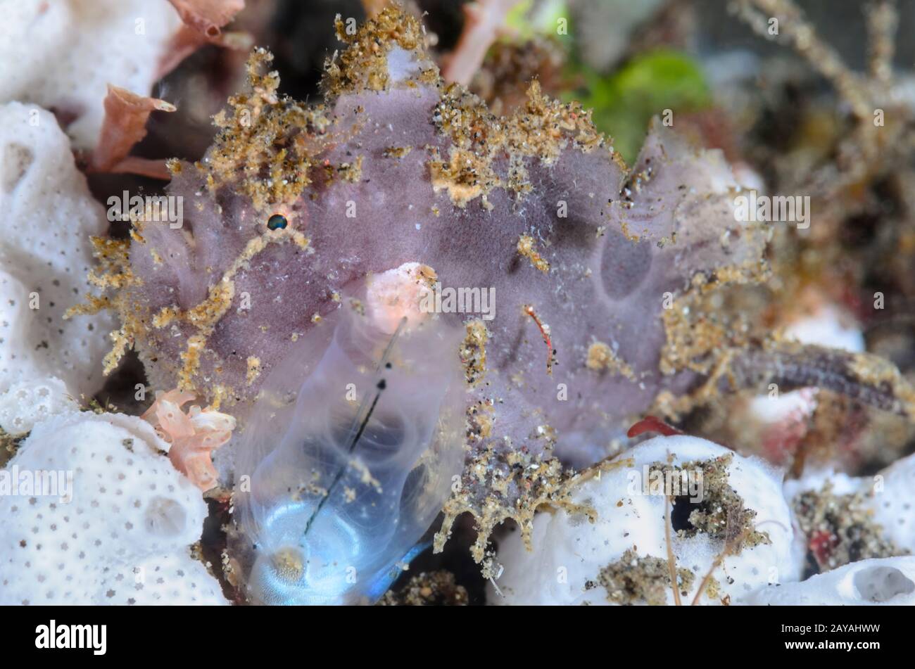 Baby frogfish hi-res stock photography and images - Alamy