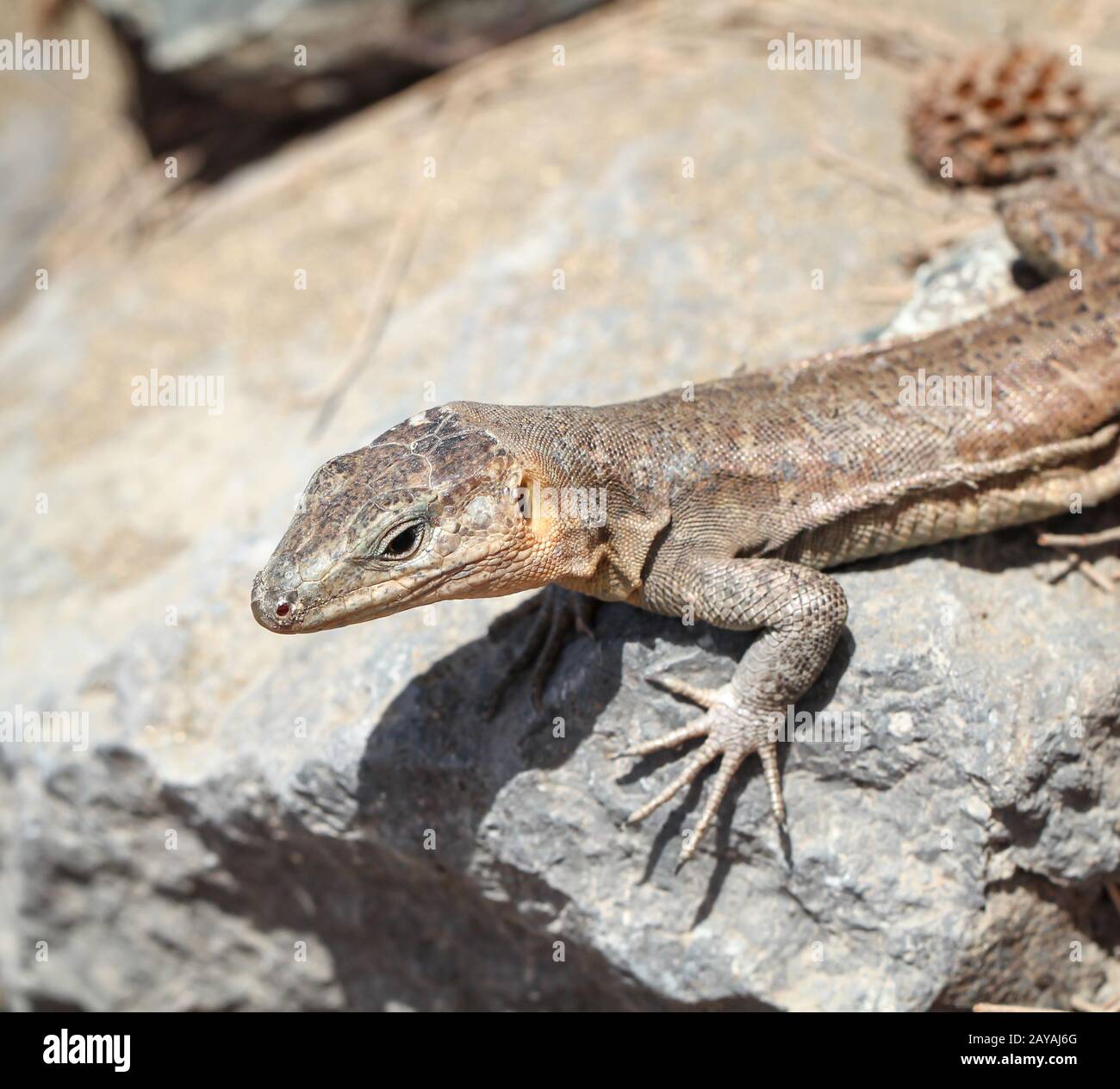 Lizard in the sun hi-res stock photography and images - Alamy