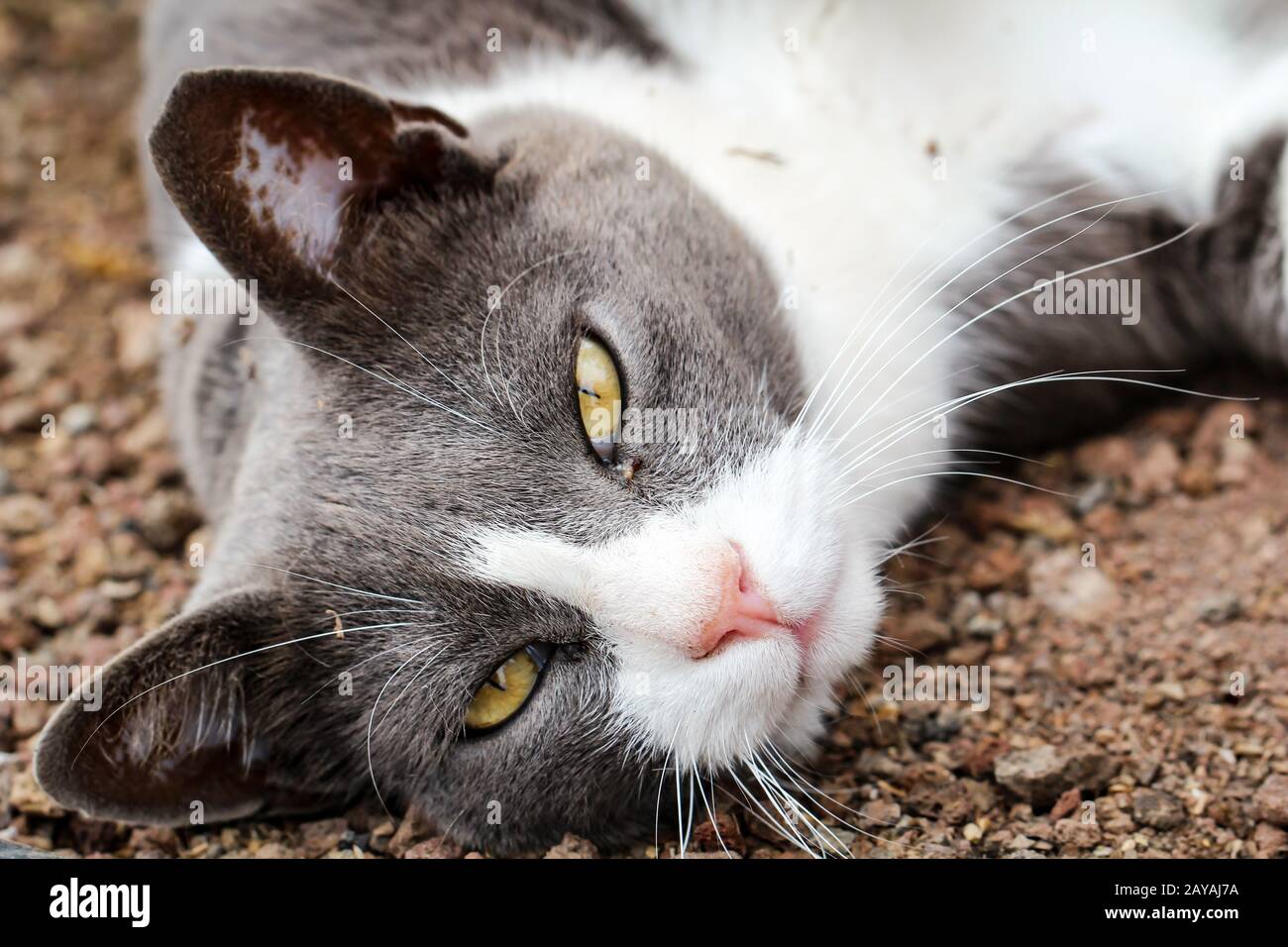 Watching watchful hi-res stock photography and images - Alamy