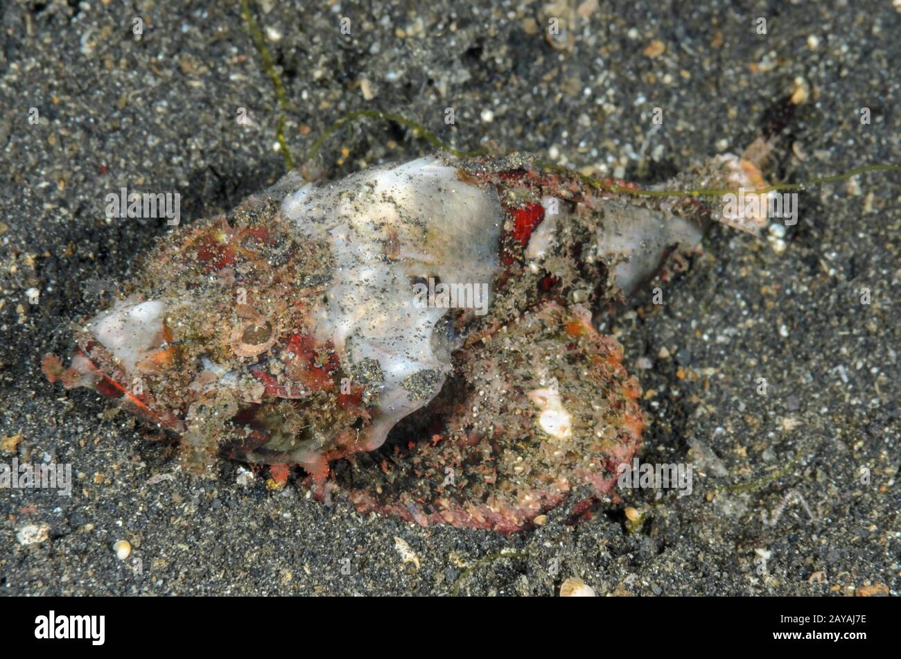 Bandtail scorpionfish, Scorpaenopsis neglecta, infested with parasites ...