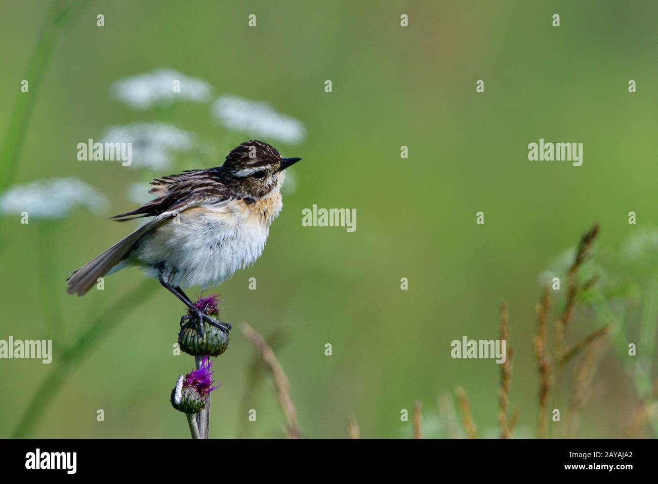 Female whinchat hi-res stock photography and images - Alamy