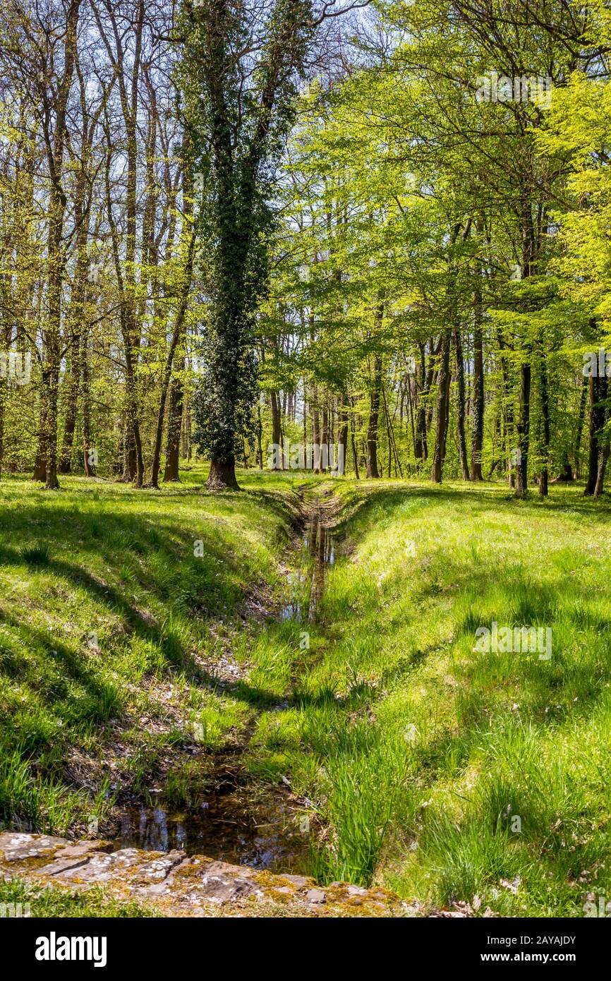 Old english trees hi-res stock photography and images - Alamy