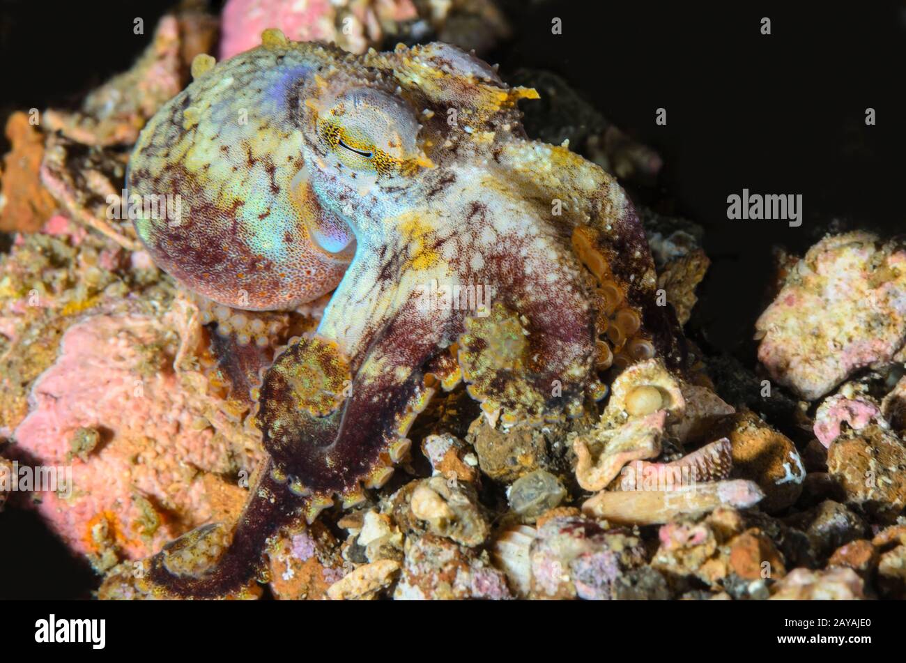 Marbled octopus, Octopus aegina, Lembeh Strait, North Sulawesi ...