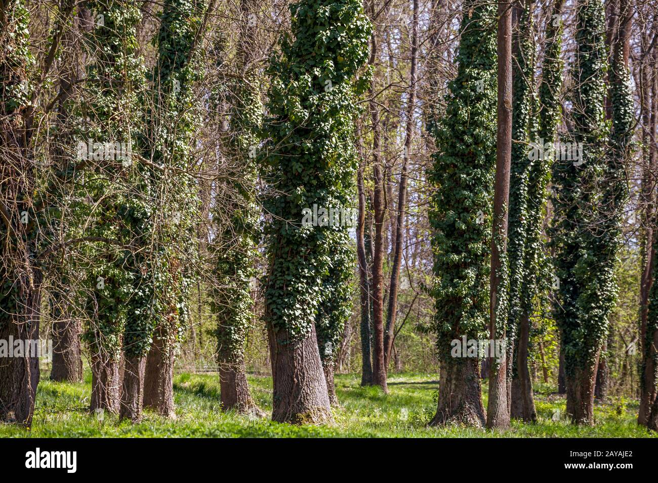 Old english trees hi-res stock photography and images - Alamy