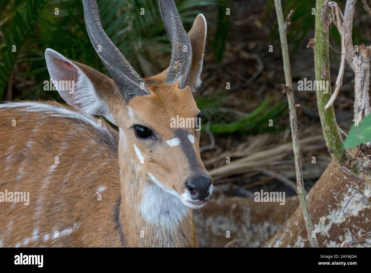 Close-up of a male Bushbuck (Tragelaphus scriptus) in the Jao ...