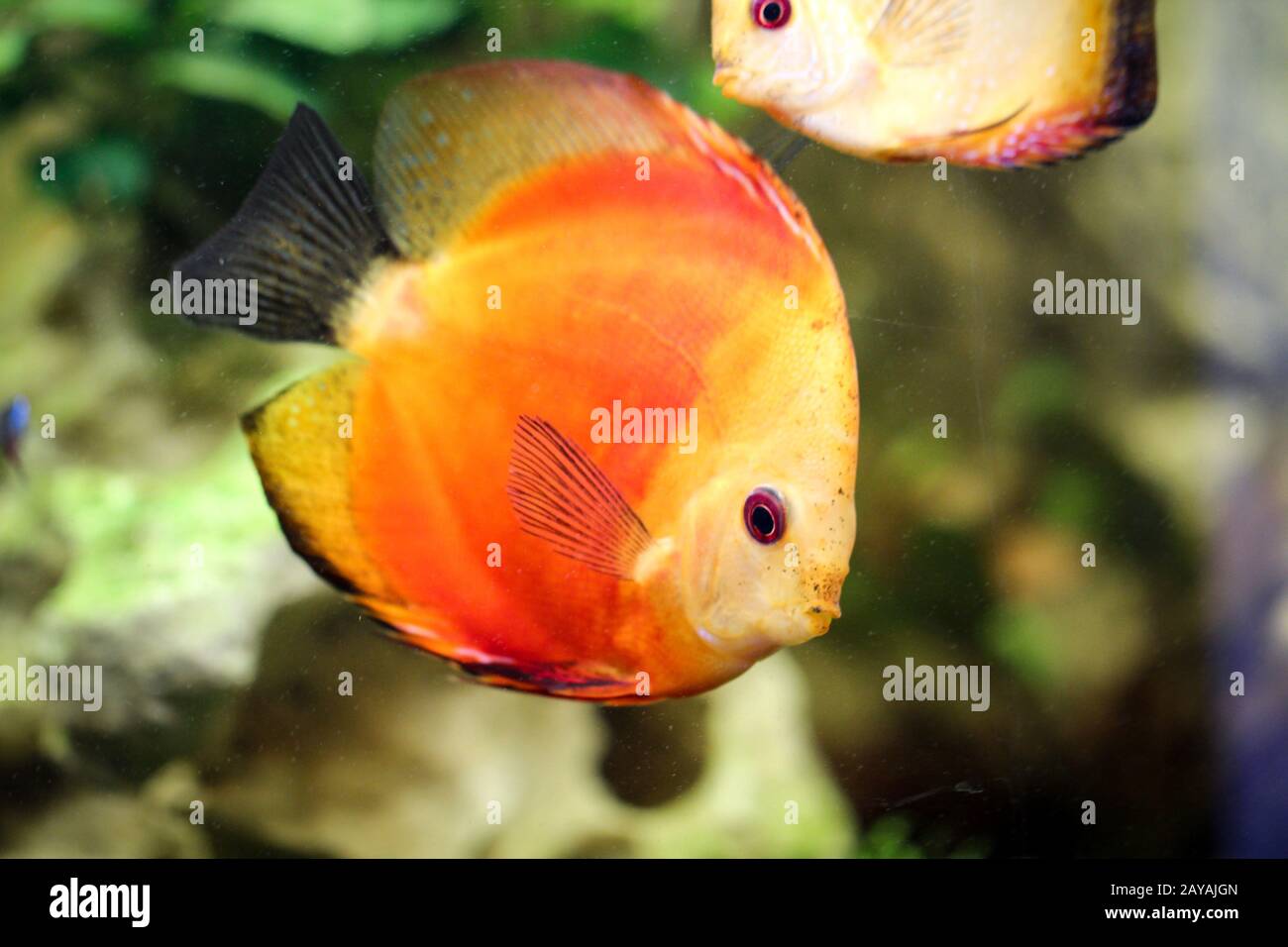 Discus fish in the aquarium. Discus are fish from the genus Symphysodon ...