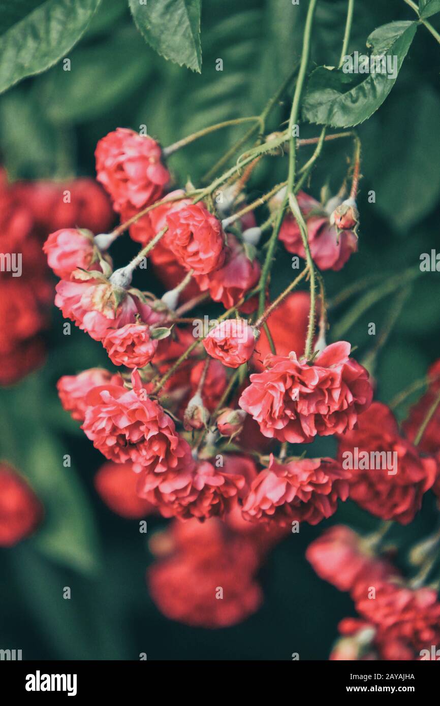 Small roses hi-res stock photography and images - Alamy