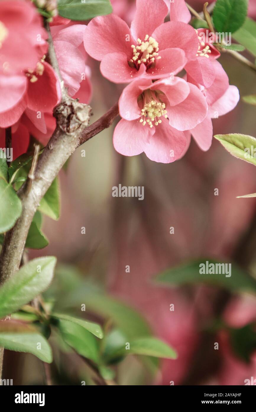 Chinese quince hi-res stock photography and images - Alamy