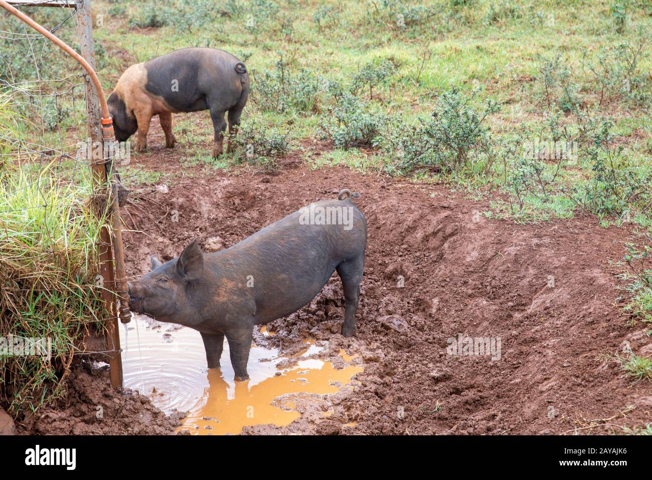 Pig farming australia hi-res stock photography and images - Alamy