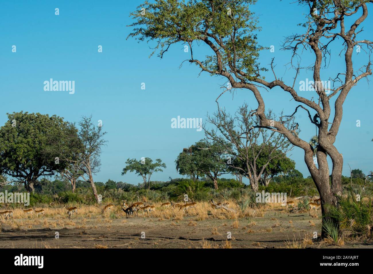 Lechwe (Kobus leche) feeding in the Jao Concession, Okavango Delta in ...