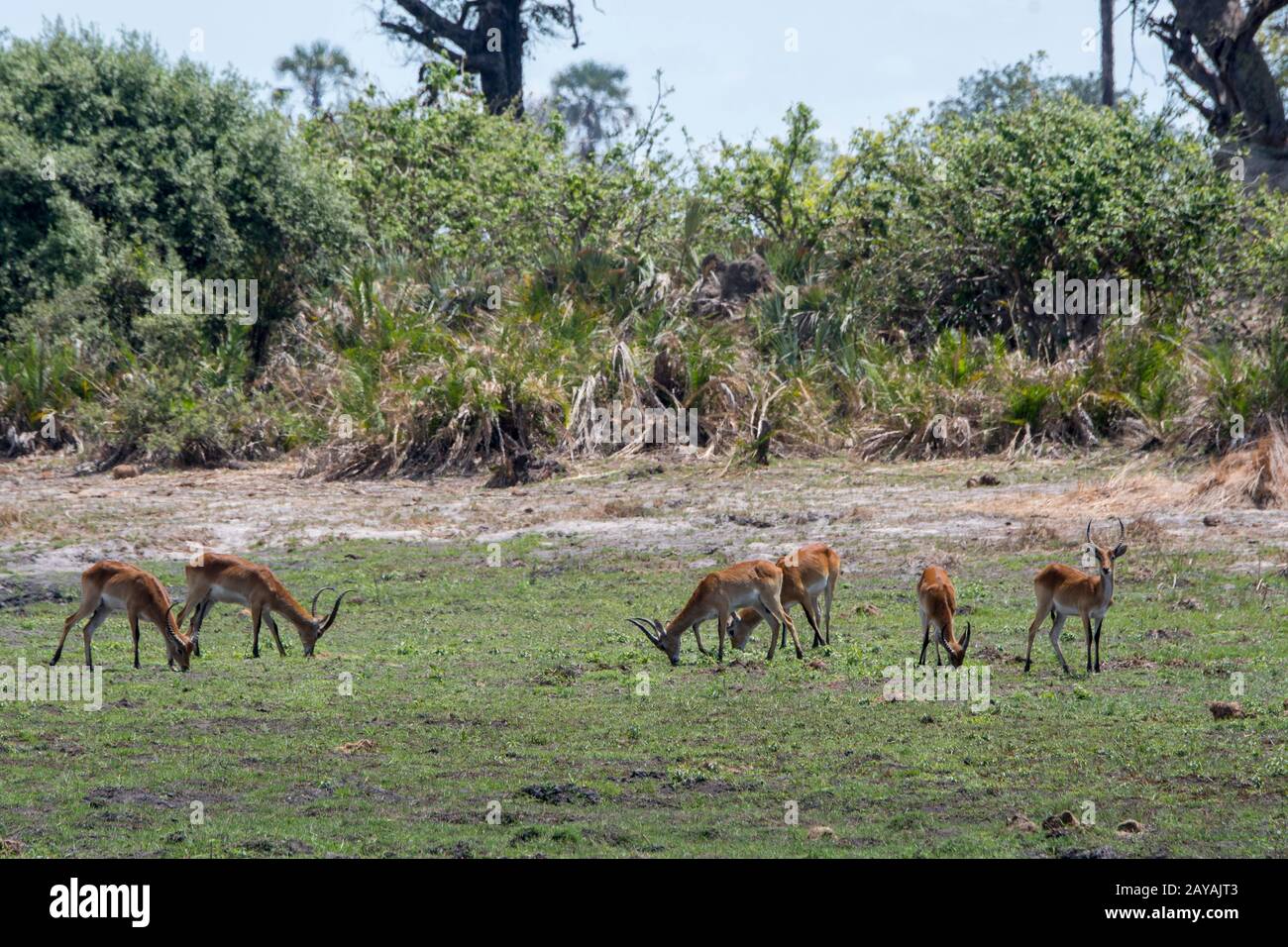 Lechwe (Kobus leche) feeding in the dry floodplains in the Jao ...