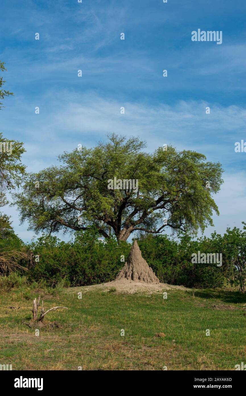 Marula tree hi-res stock photography and images - Alamy