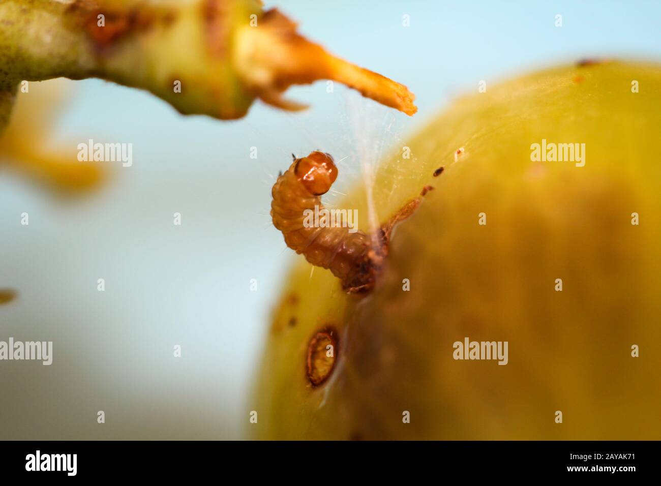 A worm, larva of an insect comet from a grape and spins in Stock Photo ...